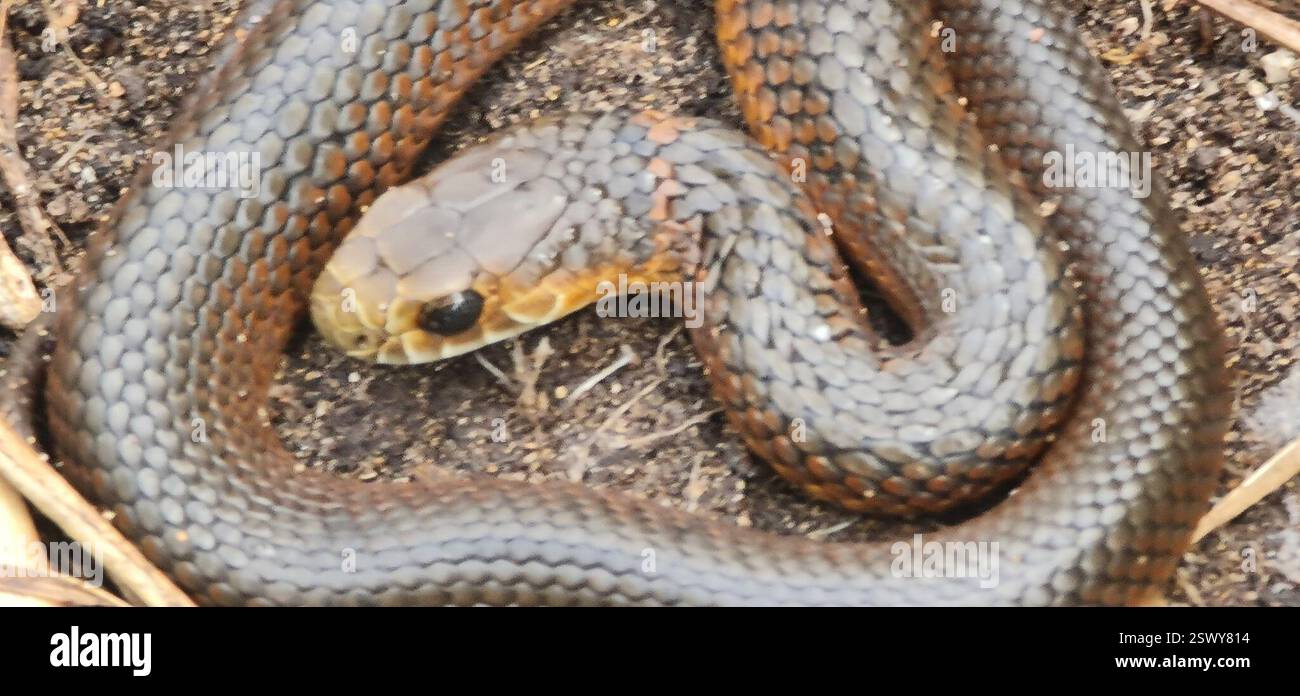 Lowlands Copperhead (Austrelaps superbus), Reptilia, Victoria, AU Stock ...