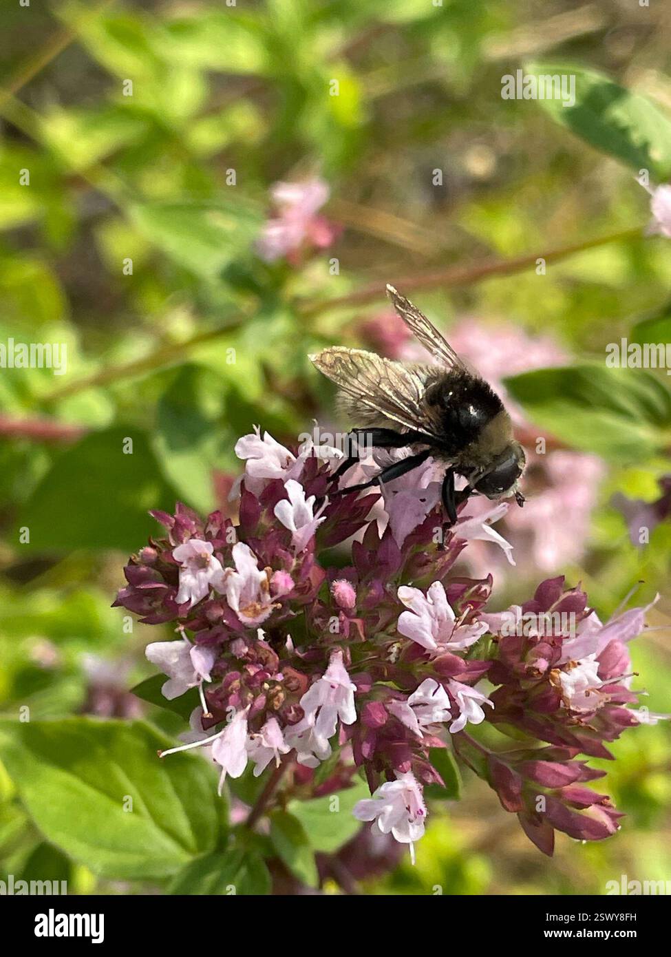 (Merodon), Insecta, Urmakarevägen, Staffanstorp, M, SE Stock Photo - Alamy