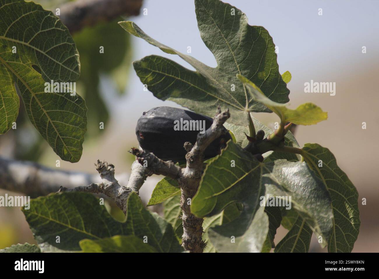 common fig (Ficus carica), Plantae, Chilca, Perú Stock Photo - Alamy