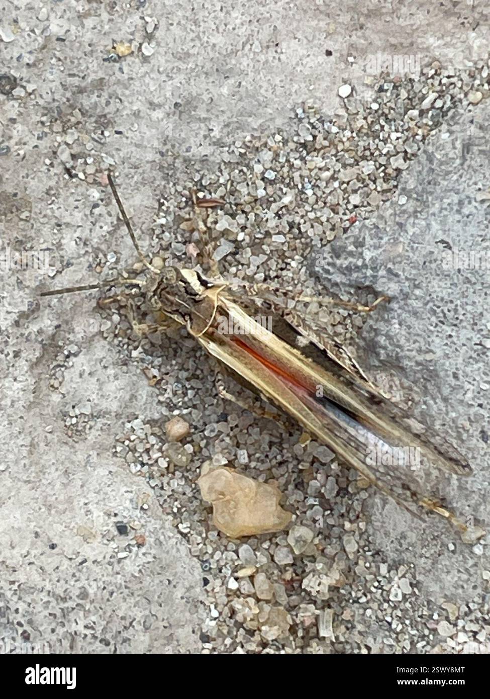 Slender Digging Grasshopper (Acrotylus patruelis), Insecta, Hilton ...