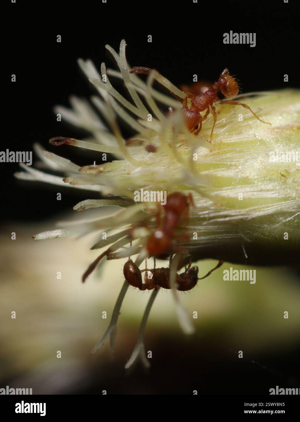 Little Fire Ant (Wasmannia auropunctata), Insecta, Araçariguama, SP ...