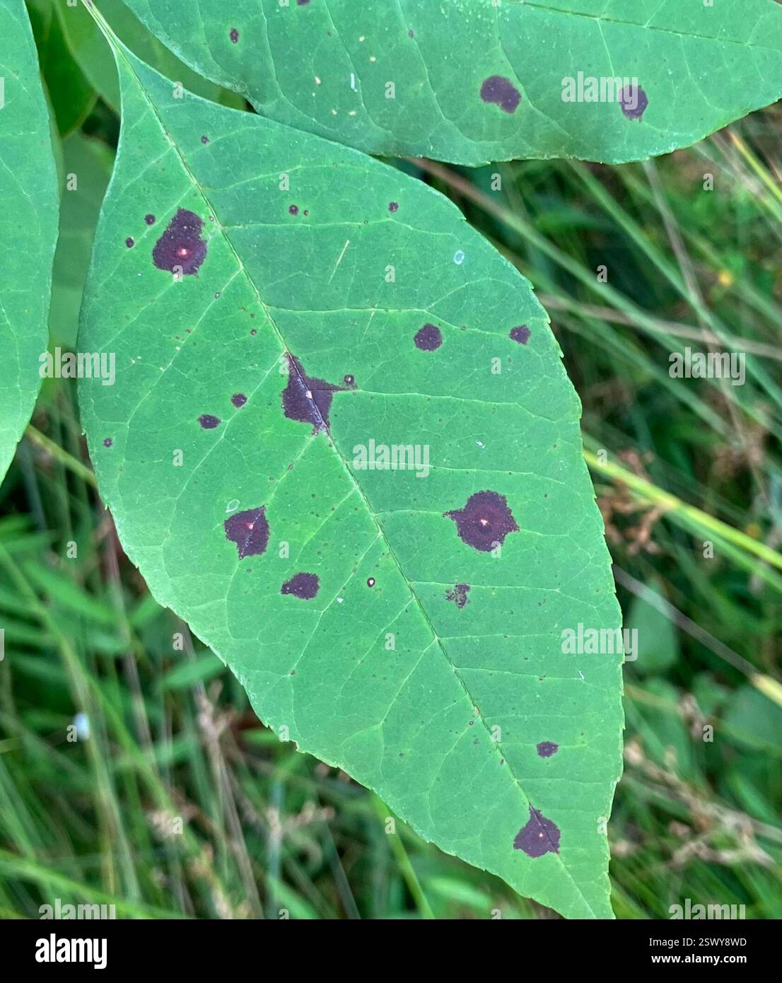 Ash Leaf Spot (Mycosphaerella fraxinicola), Fungi, McAlpine Creek ...