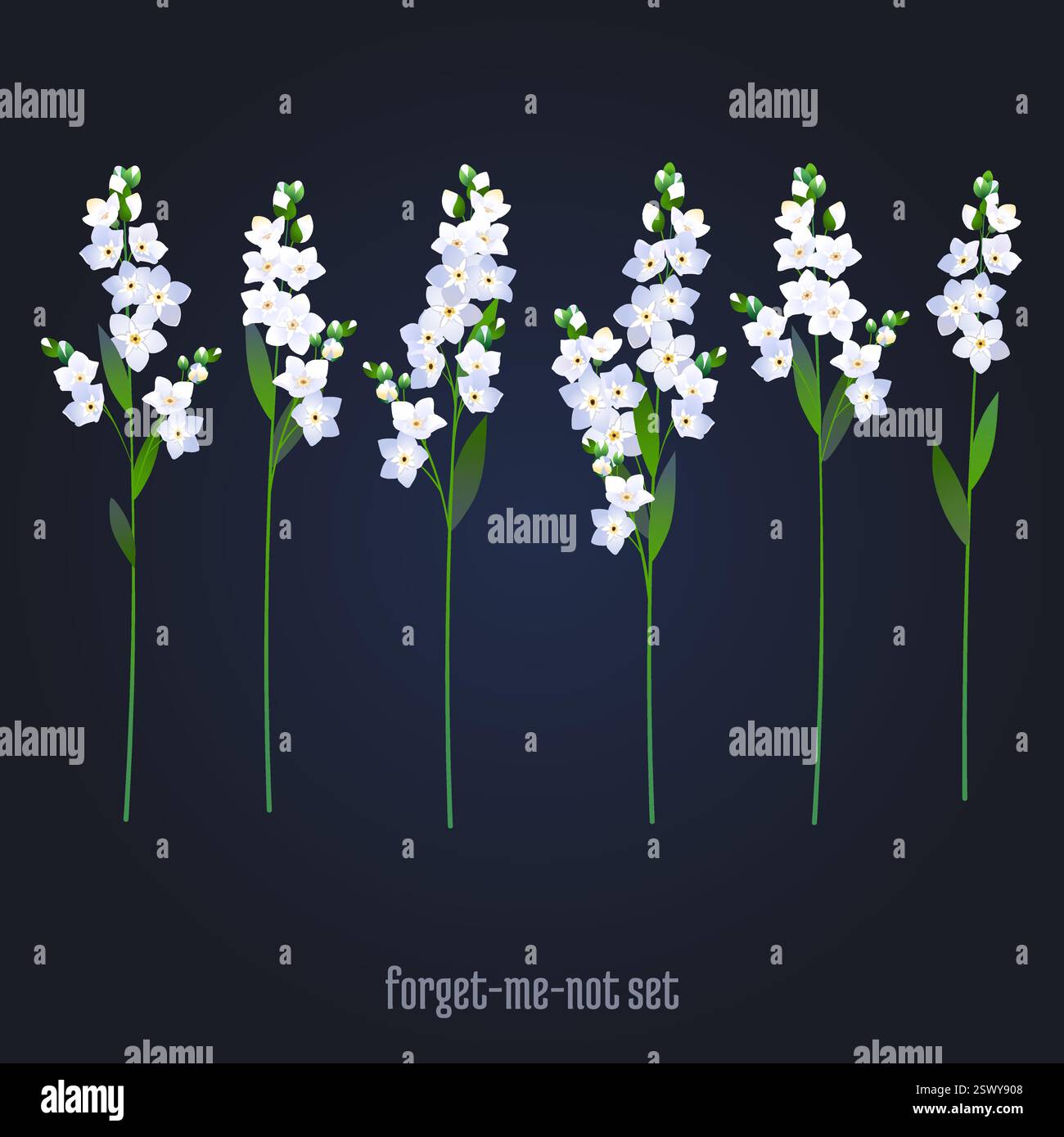 White forget-me-not flowers vector illustration. Set of vintsge spring ...