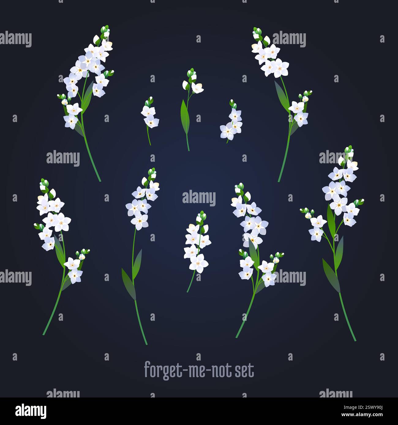 White forget-me-not flowers vector illustration. Set of vintsge spring ...