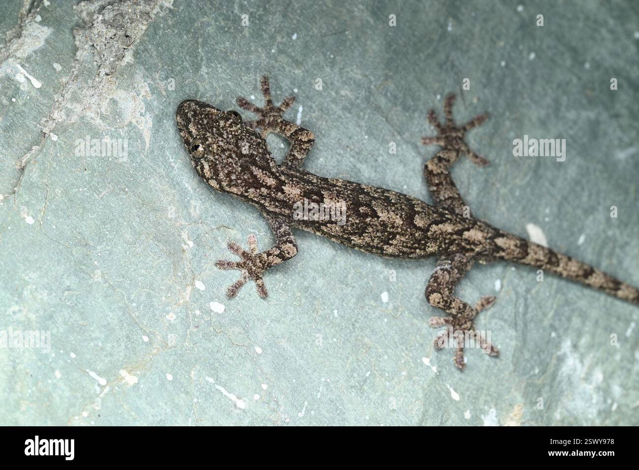 Japanese Giant Gecko (Gekko japonicus), Reptilia, 中国浙江省杭州市西湖区 Stock ...