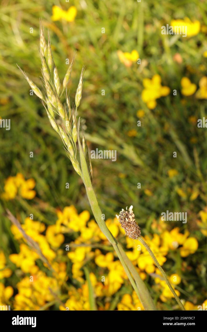 common soft brome (Bromus hordeaceus), Plantae, Cemlyn Bay, Cemlyn ...