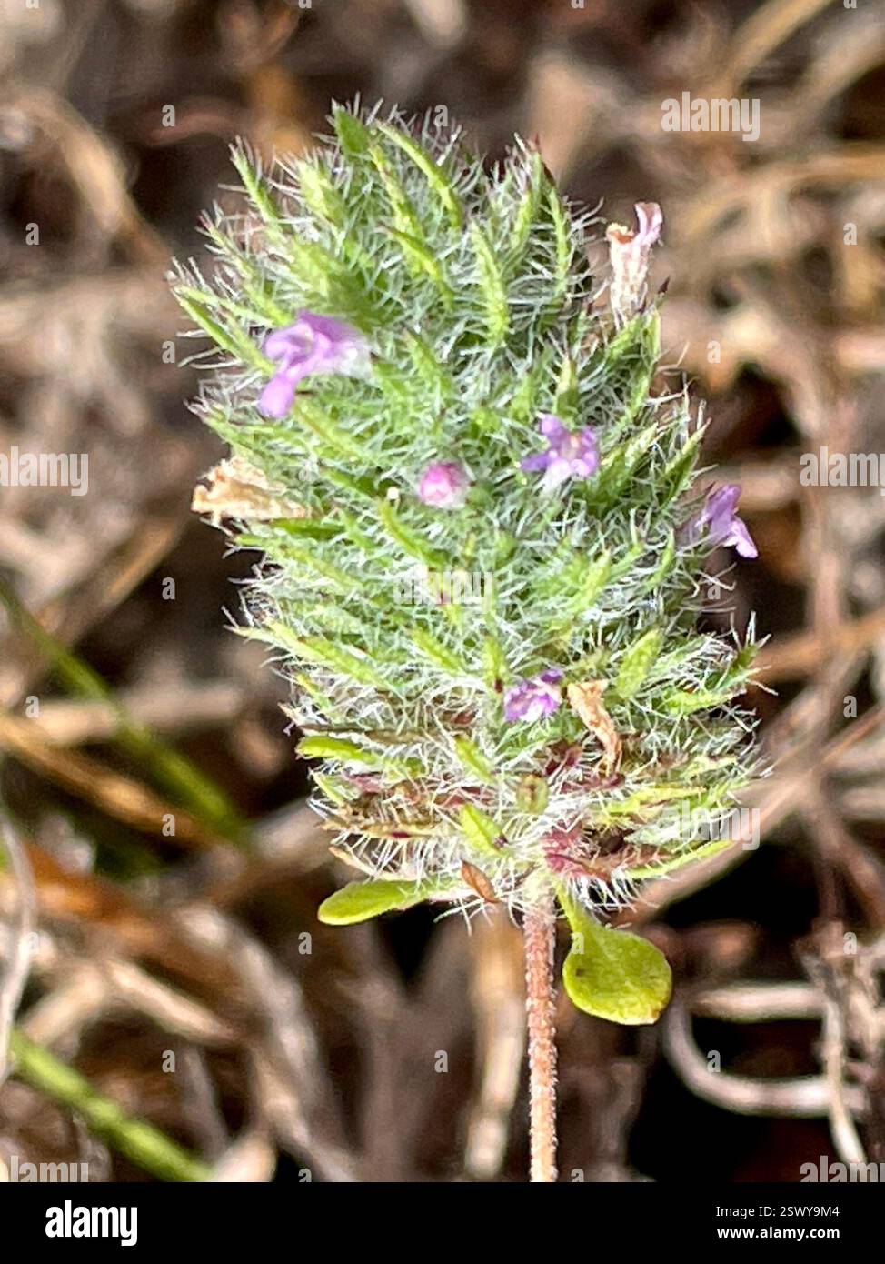 thyme-leaved pogogyne (Pogogyne serpylloides), Plantae, Fort Ord ...