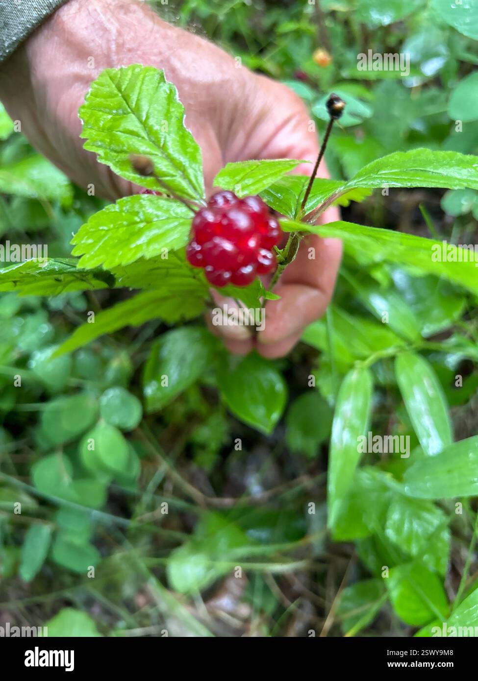 dwarf raspberry (Rubus pubescens), Plantae, Lamont County, AB, CA Stock ...