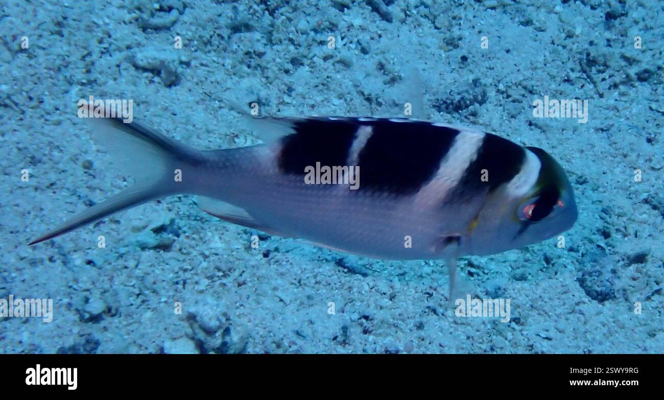 Humpnose Bigeye Bream (Monotaxis grandoculis), Actinopterygii, Red Sea ...