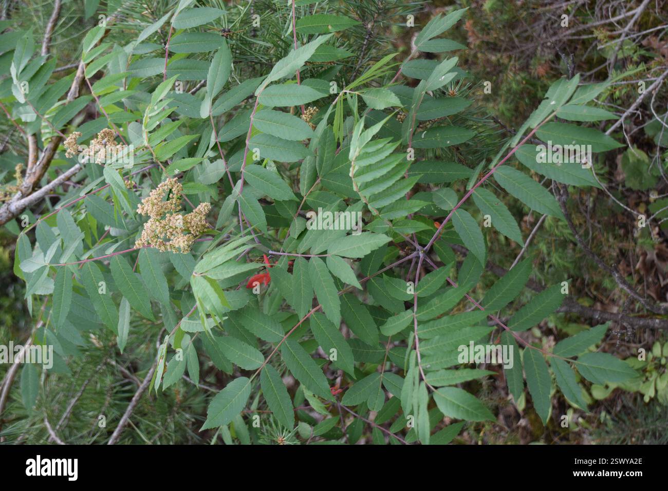 smooth sumac (Rhus glabra), Plantae, Powerview, Powerview-Pine Falls ...