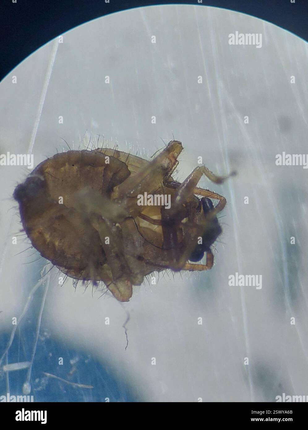 Plant Bugs (Miridae), Insecta, 64560 Riedstadt, Deutschland, 2 mm Alae ...