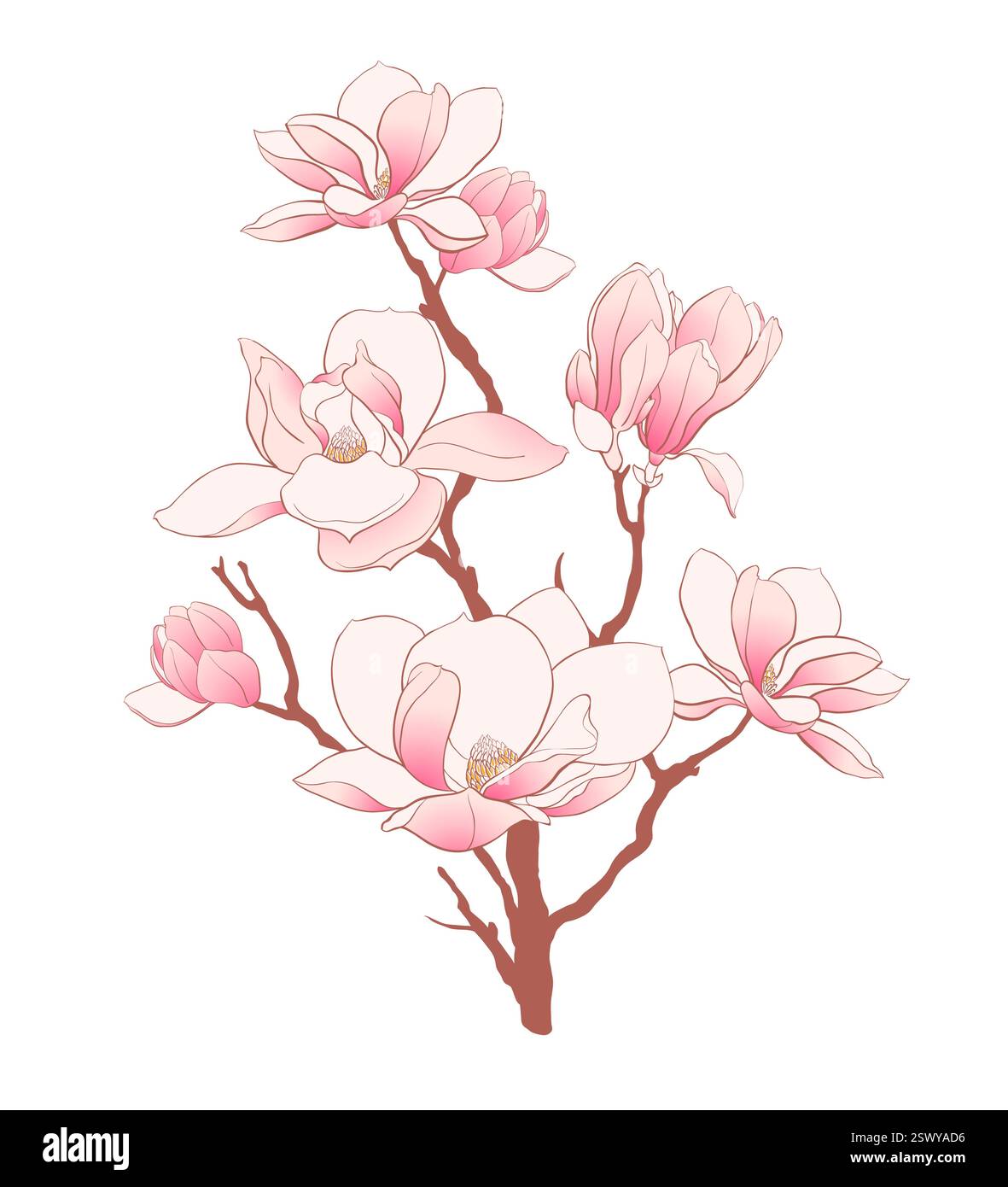 Illustration of a Magnolia branch isolated on a white background ...