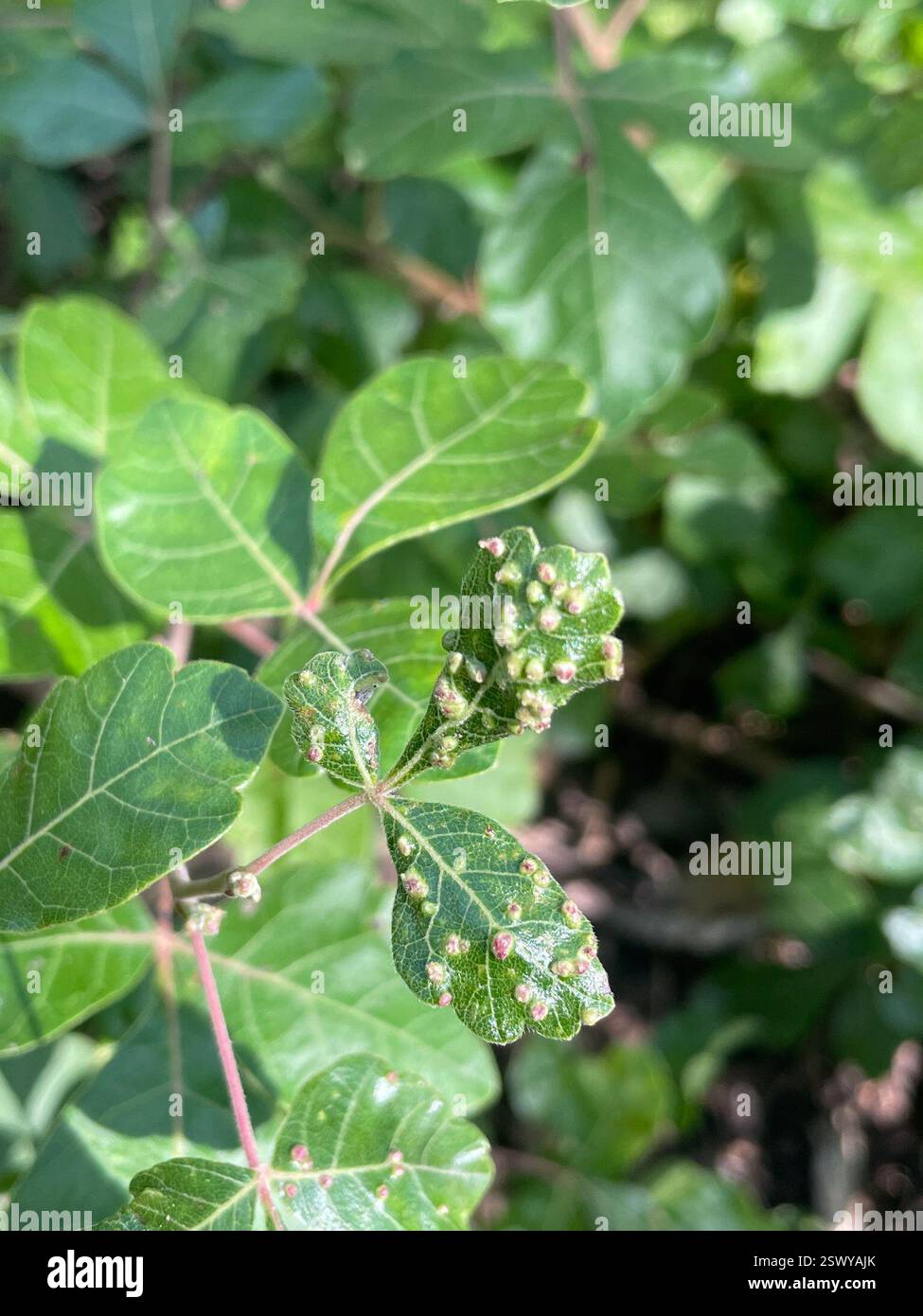 Represent galls hi-res stock photography and images - Alamy