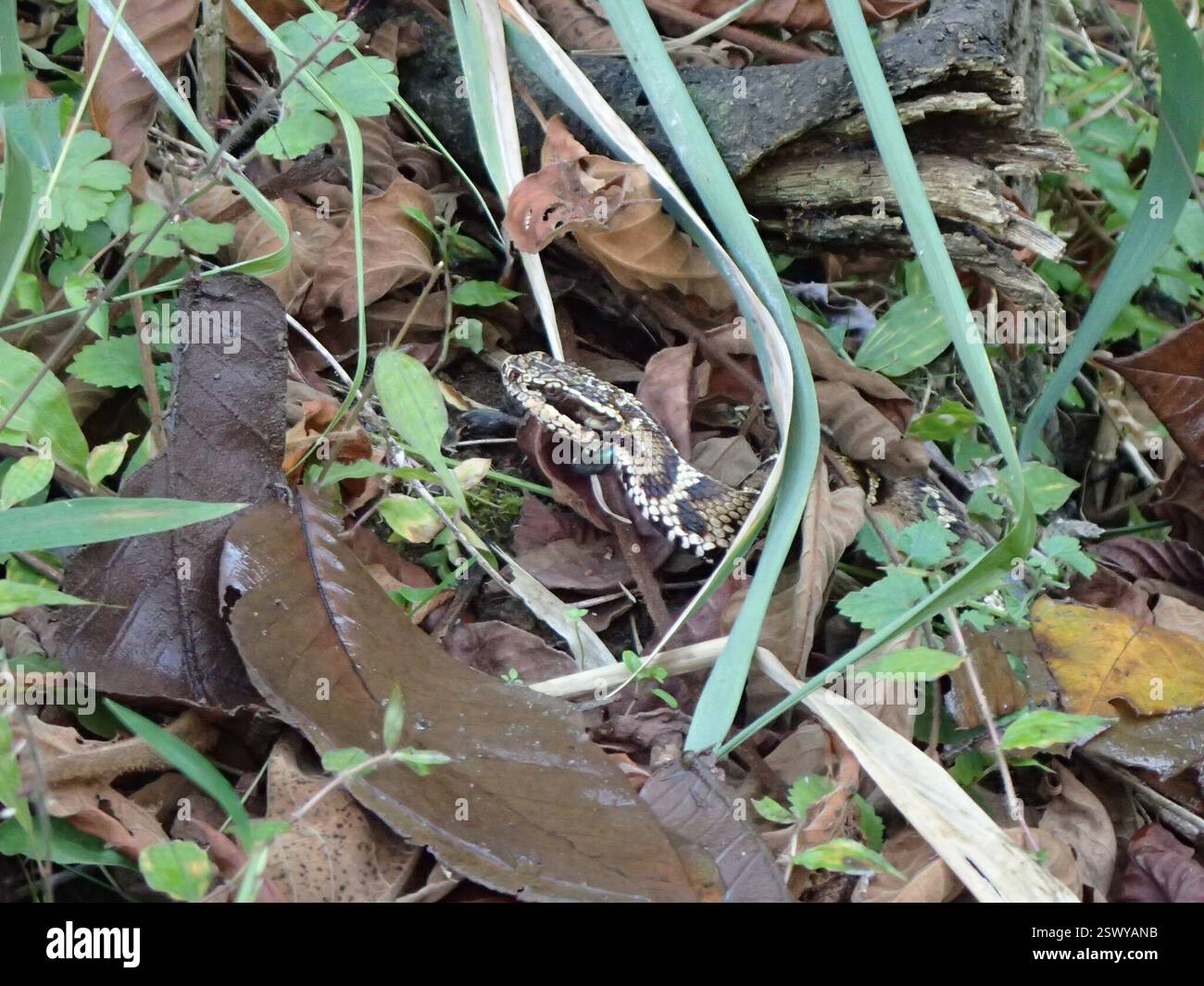 Short-tailed Mamushi (Gloydius blomhoffii), Reptilia, Nagano, JP Stock ...
