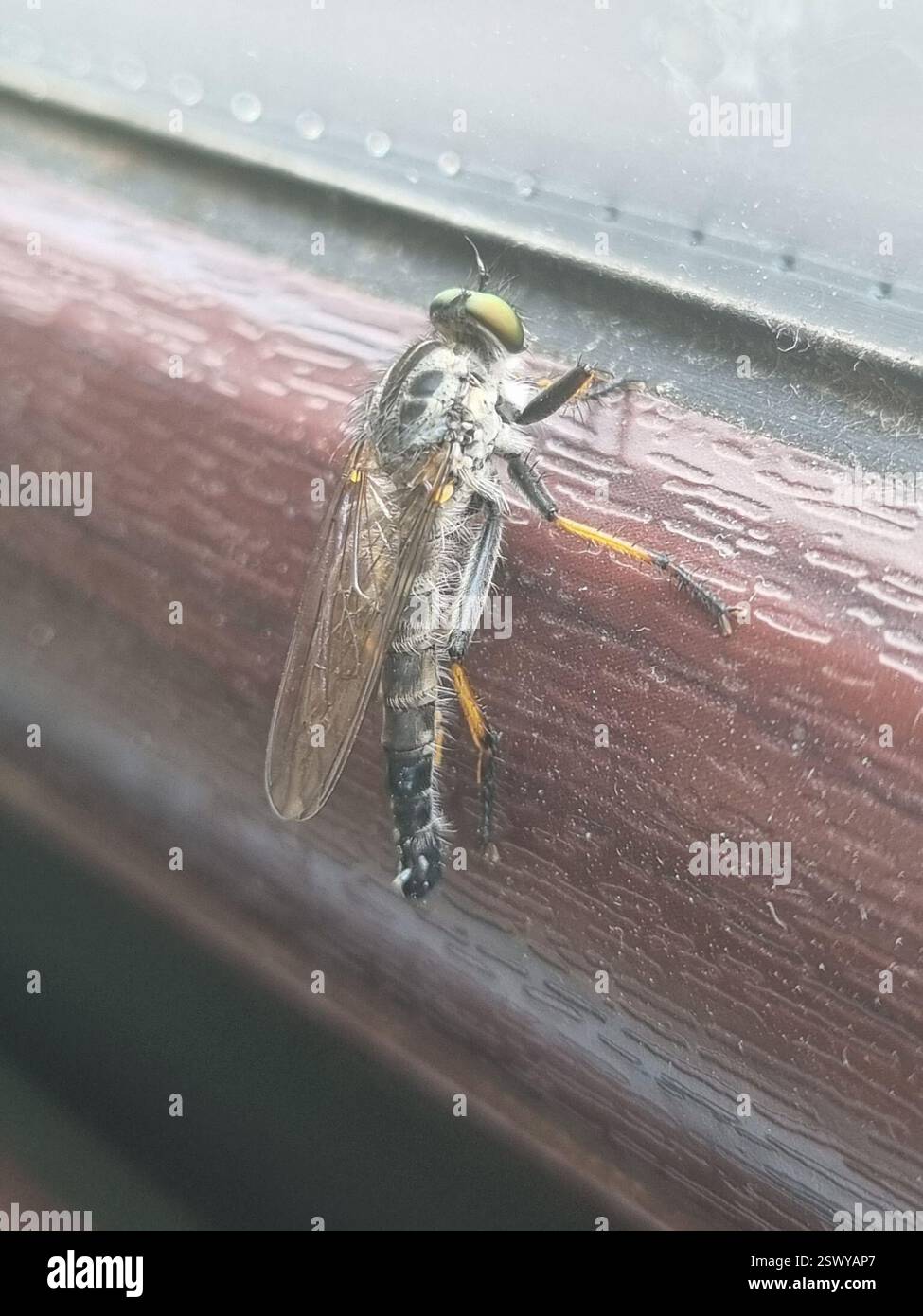Common Awl Robber Fly (Neoitamus cyanurus), Insecta, Muir of Ord IV6 ...