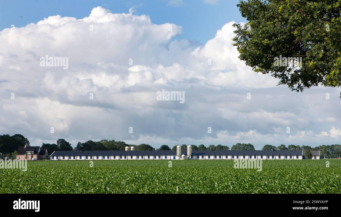 Modern chicken stable in landscape. Modern farming Stock Photo - Alamy