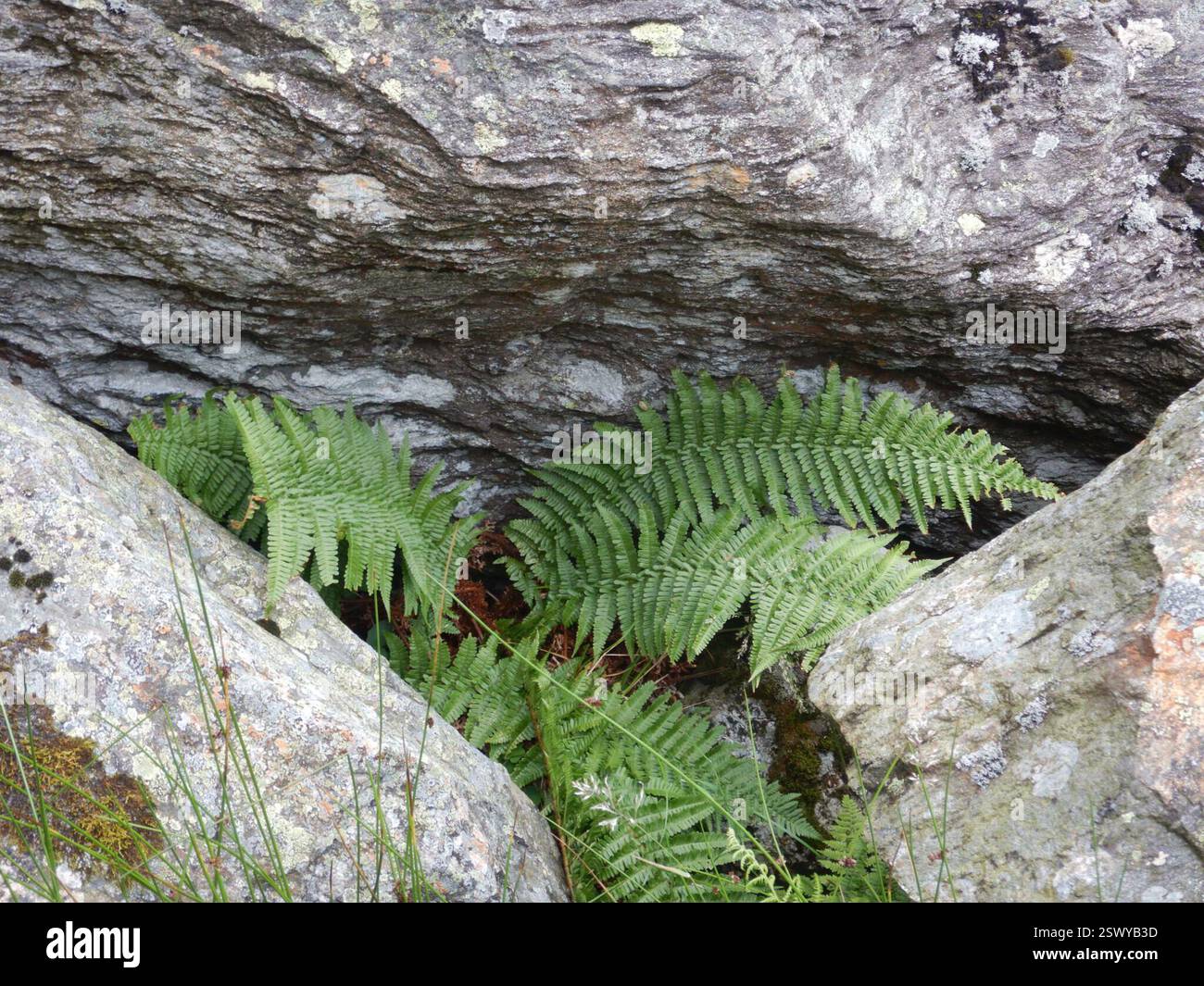 Scaly male fern (Dryopteris affinis), Plantae, Angus Council, UK Stock ...