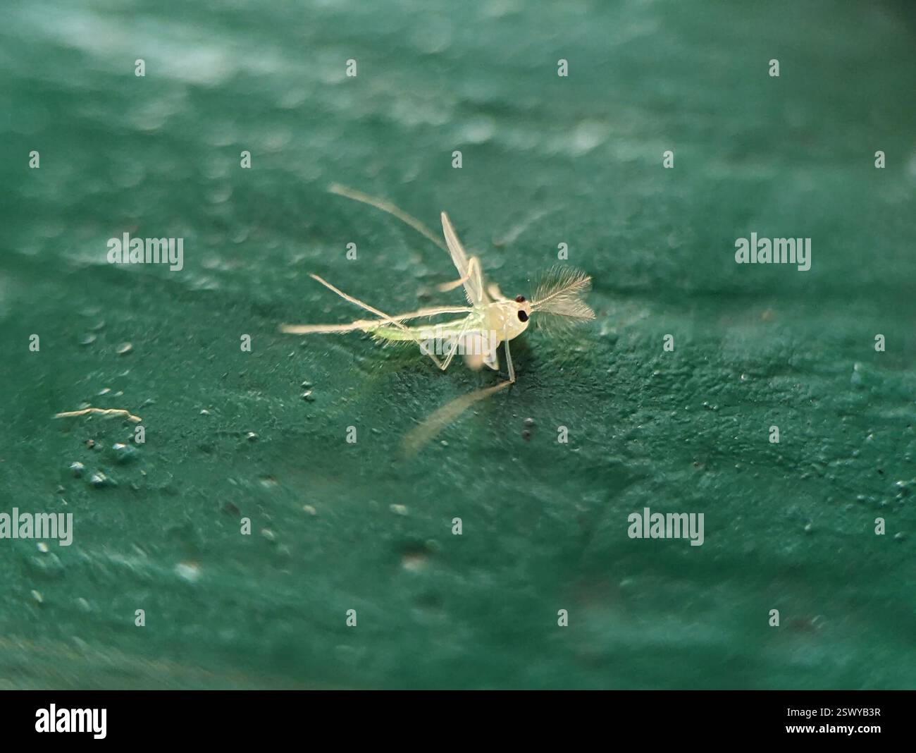 Non-biting Midges (Chironomidae), Insecta, 1 James L Gibbs Drive Ithaca ...
