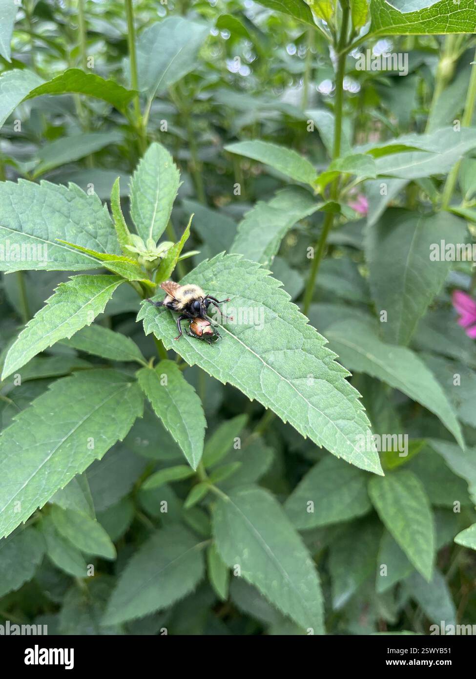 Eastern Yellow-backed Laphria (Laphria thoracica), Insecta, Kennedy Pl ...