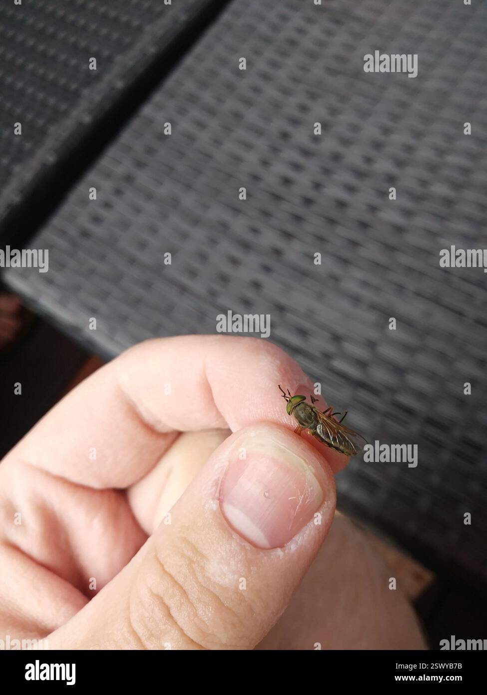 Saltmarsh Greenhead Flies (Tabanus nigrovittatus), Insecta, Newbury, MA ...