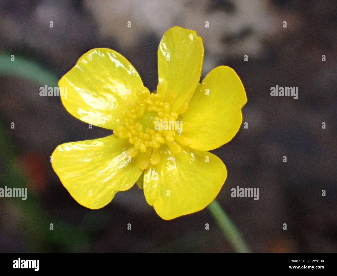 Lesser Spearwort (Ranunculus flammula), Plantae, North, West and ...