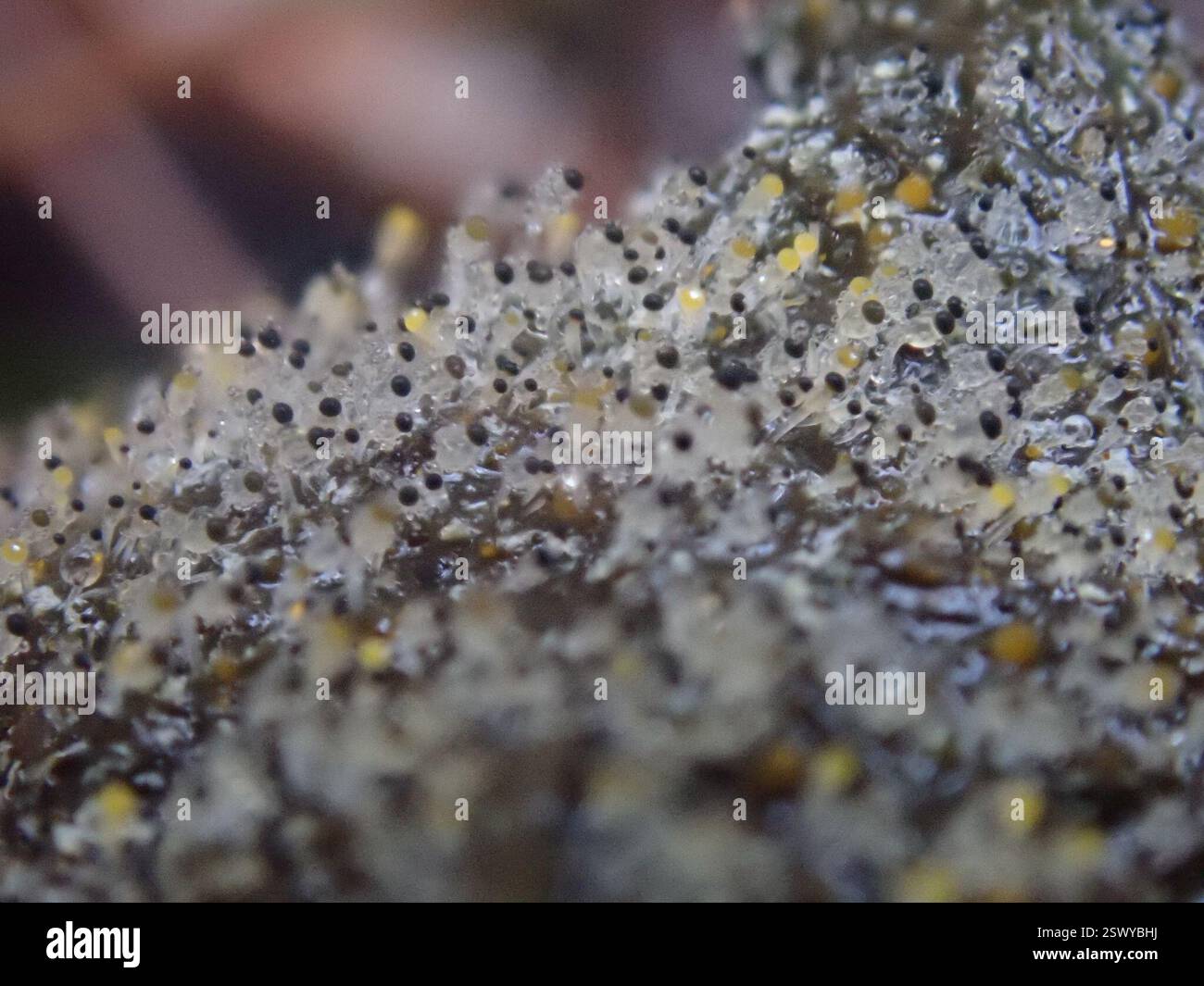 dung cannon (Pilobolus crystallinus), Fungi, Victoria, AU Stock Photo ...