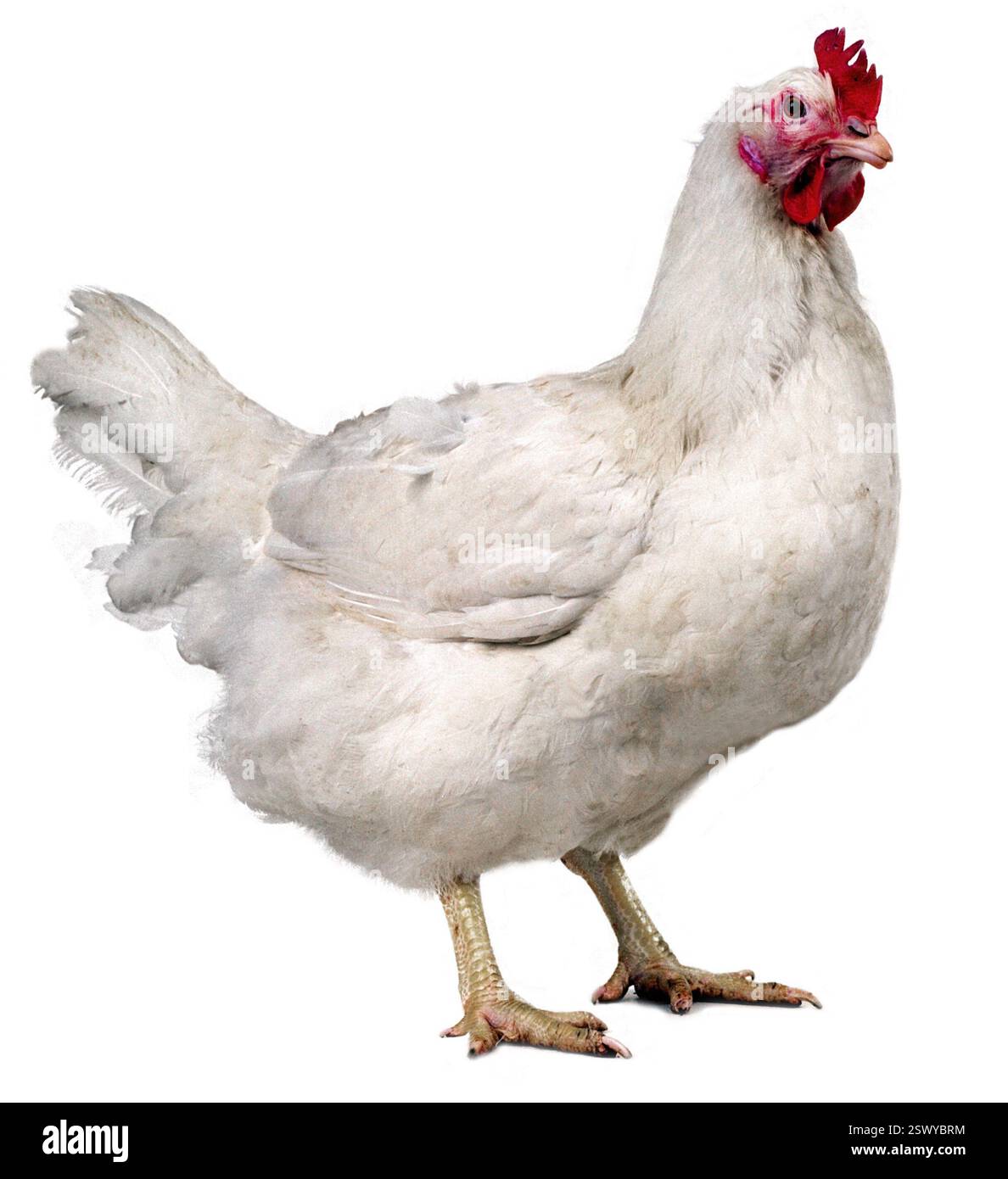 Chicken chicks in rural Cut Out Stock Images & Pictures - Alamy