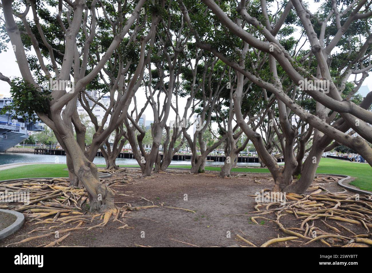 Tree roots and branches form an archway in a serene park setting Stock ...