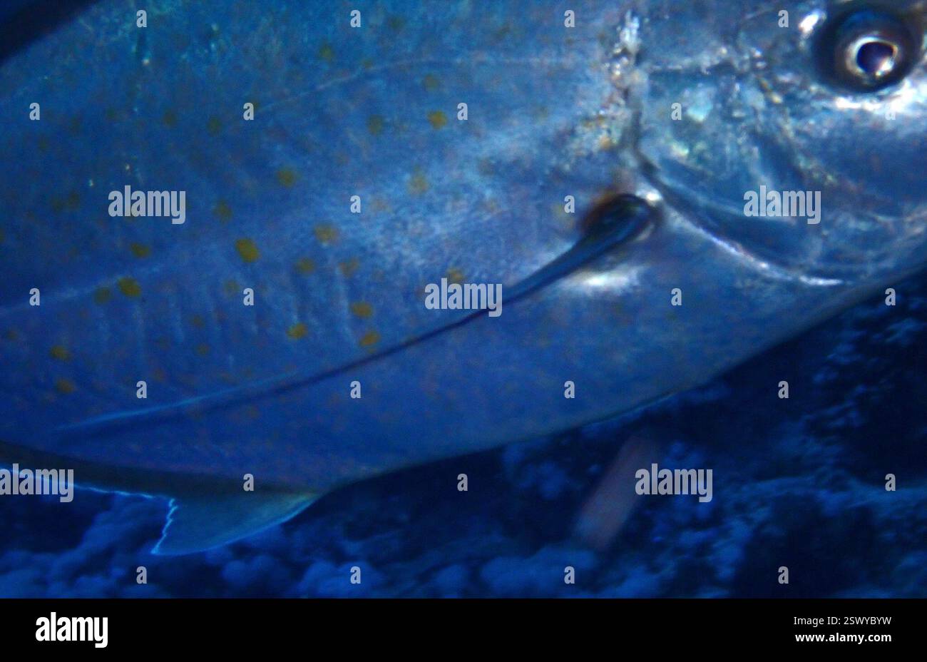 Orange-spotted Trevally (Flavocaranx bajad), Actinopterygii, Red Sea ...