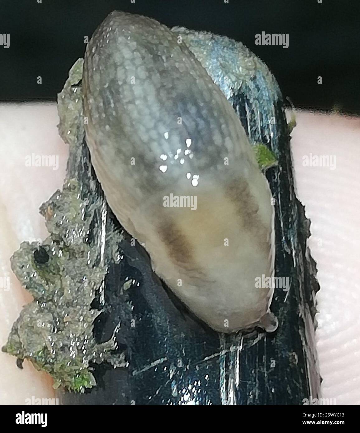 Tree slug (Lehmannia marginata), Mollusca, 06463 Falkenstein, Germany ...