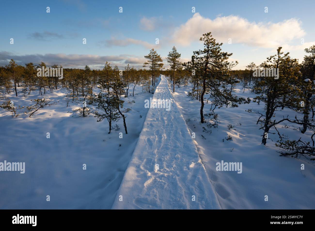 Early morning in Viru Bog, Estonia, shows snow, a wooden boardwalk, and ...