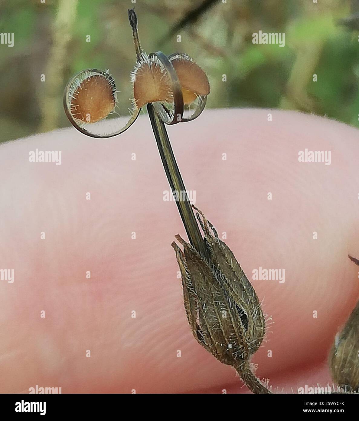 Cut-leaved crane's-bill (Geranium dissectum), Plantae, Ballenstedt ...