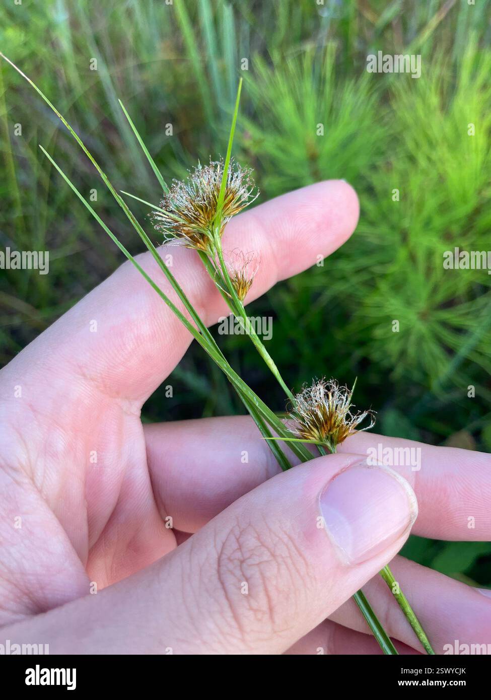 fascicled beaksedge (Rhynchospora fascicularis), Plantae, Onslow County ...