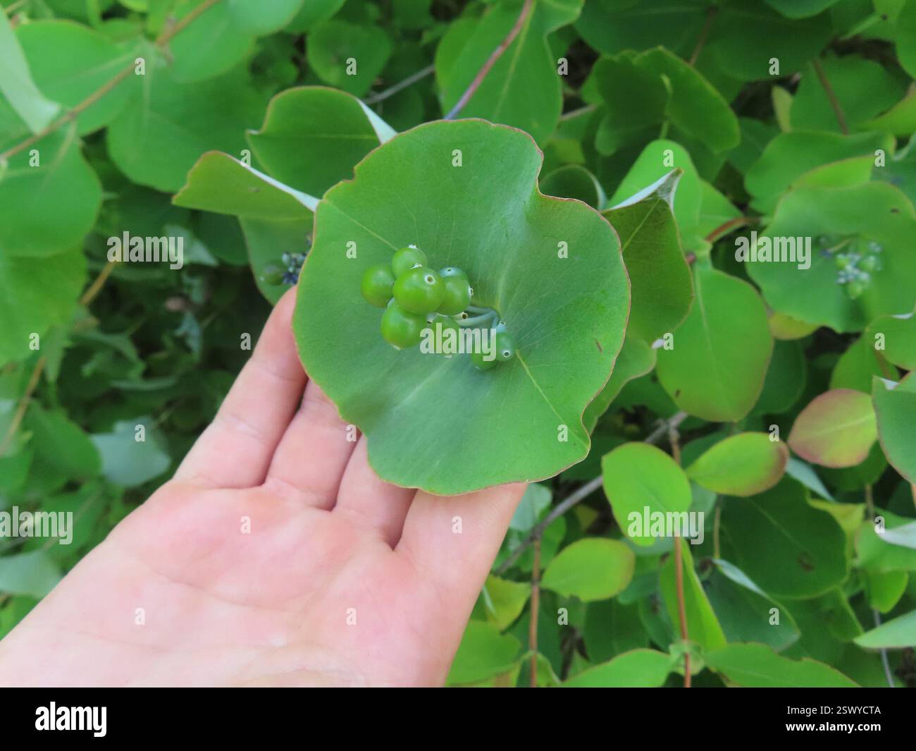 Grape Honeysuckle (Lonicera reticulata), Plantae, Lasalle County, IL ...