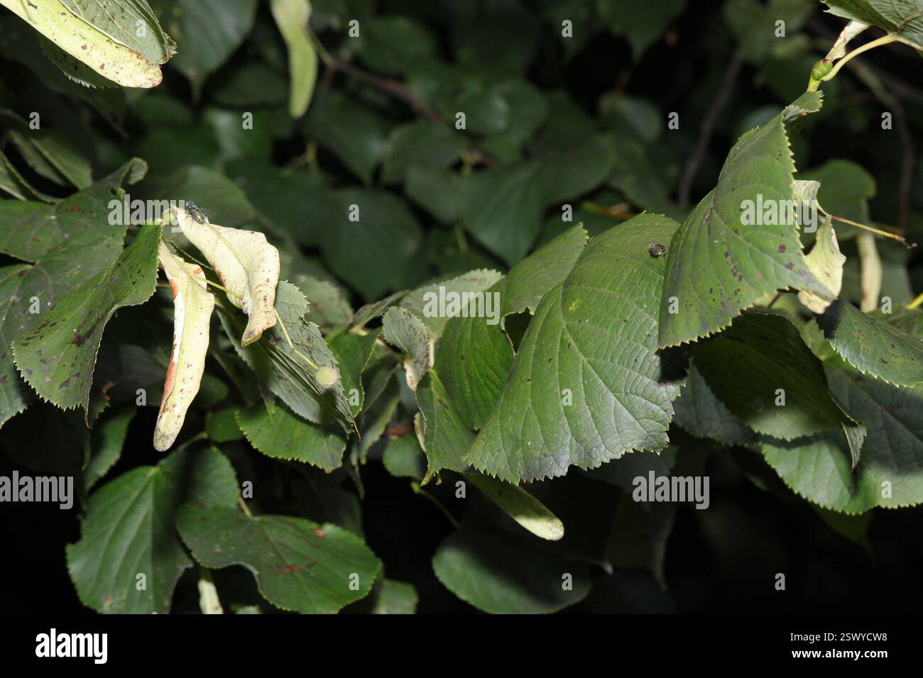 Common Lime (Tilia × europaea), Plantae, Hale Park, High Street, Hale ...