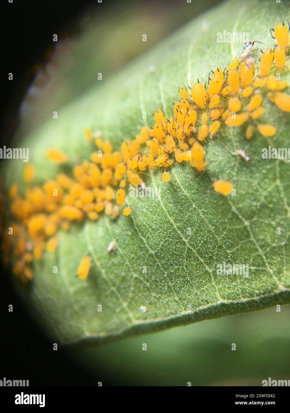 Oleander Aphid (Aphis nerii), Insecta, S Maple St, Urbana, IL, US Stock ...