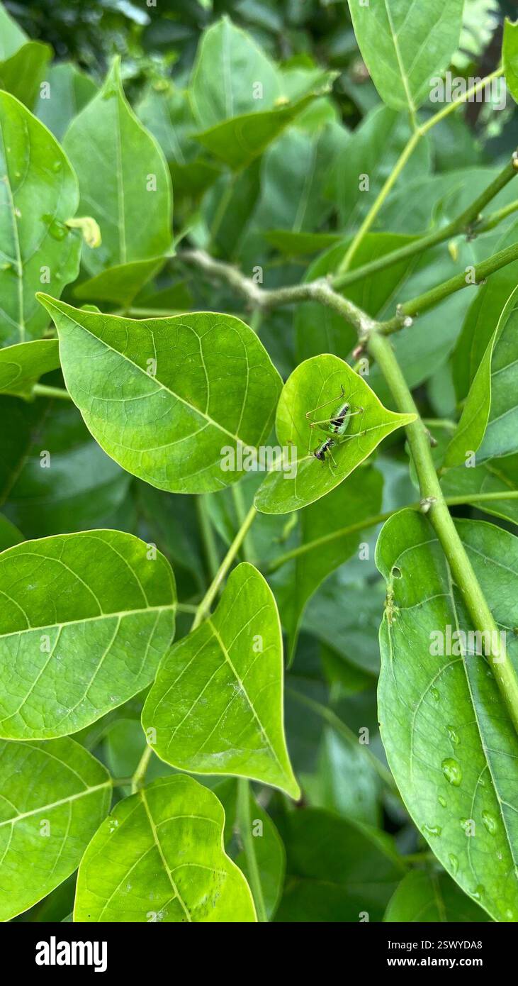 Katydids (Tettigoniidae), Insecta, Sardar Patel Ring Road, Ahmedabad ...