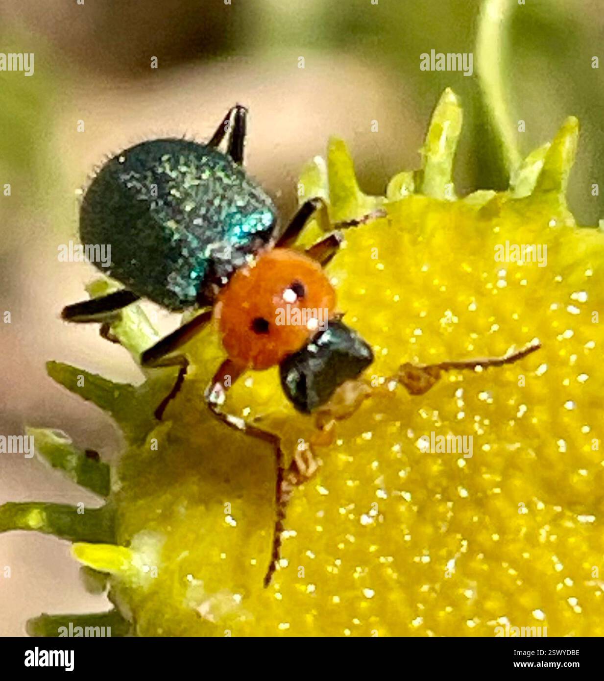 Two-Spotted Melyrid (Collops bipunctatus), Insecta, Earthship Way, Taos ...