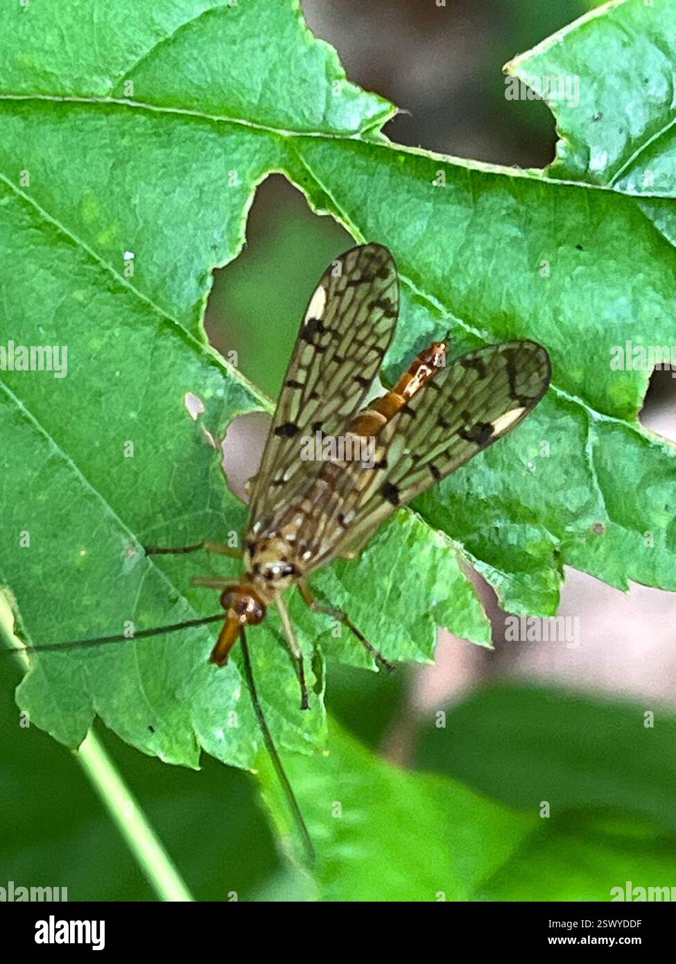 Scorpionflies, Hangingflies, and Allies (Mecoptera), Insecta, Flat ...