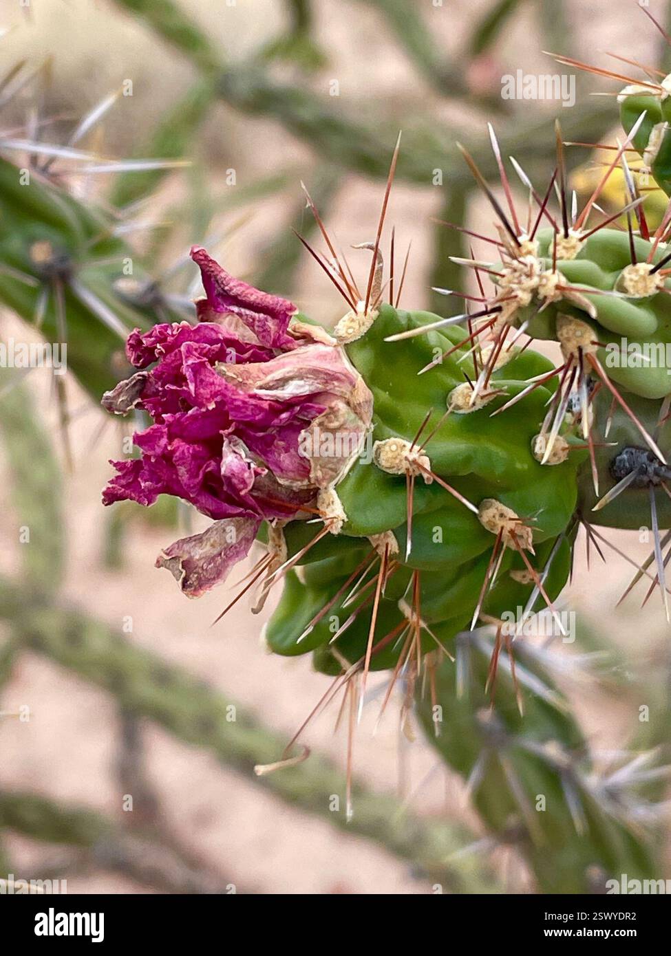 Northern Tree Cholla (Cylindropuntia imbricata imbricata), Plantae, CR ...