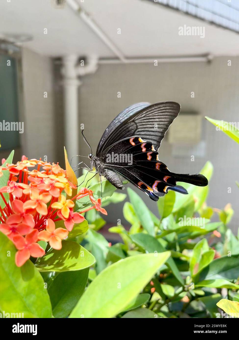 Chinese Peacock Swallowtail (Papilio bianor), Insecta, Ma Liu Shui ...