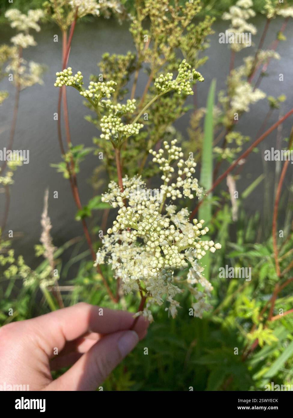 Meadowsweet (Filipendula ulmaria), Plantae, Croughton CP, Chester ...