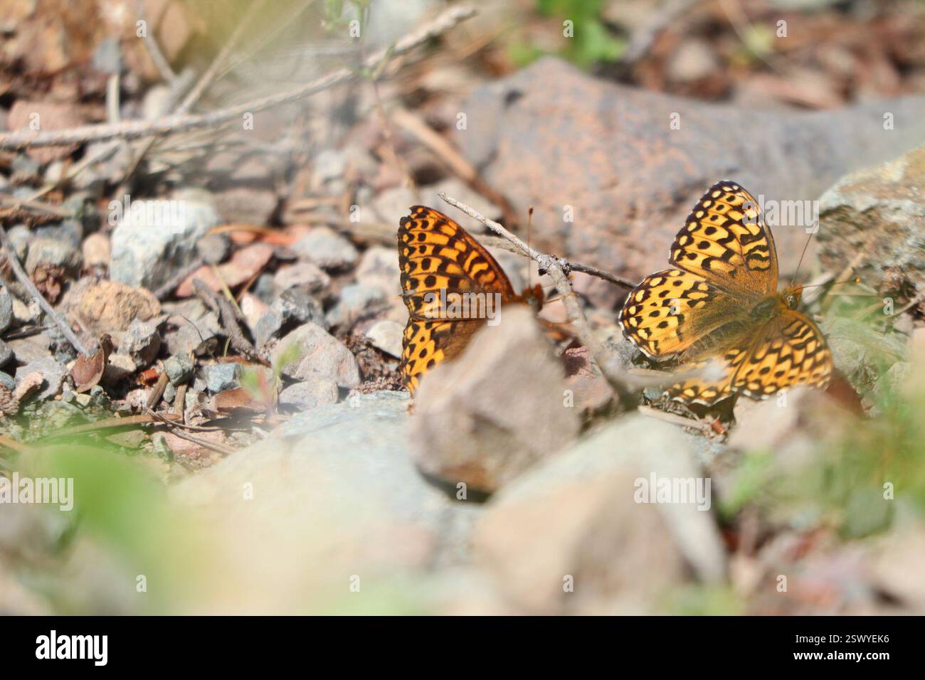 Hydaspe Fritillary (Argynnis hydaspe), Insecta, Black Mine Rd-gravel ...