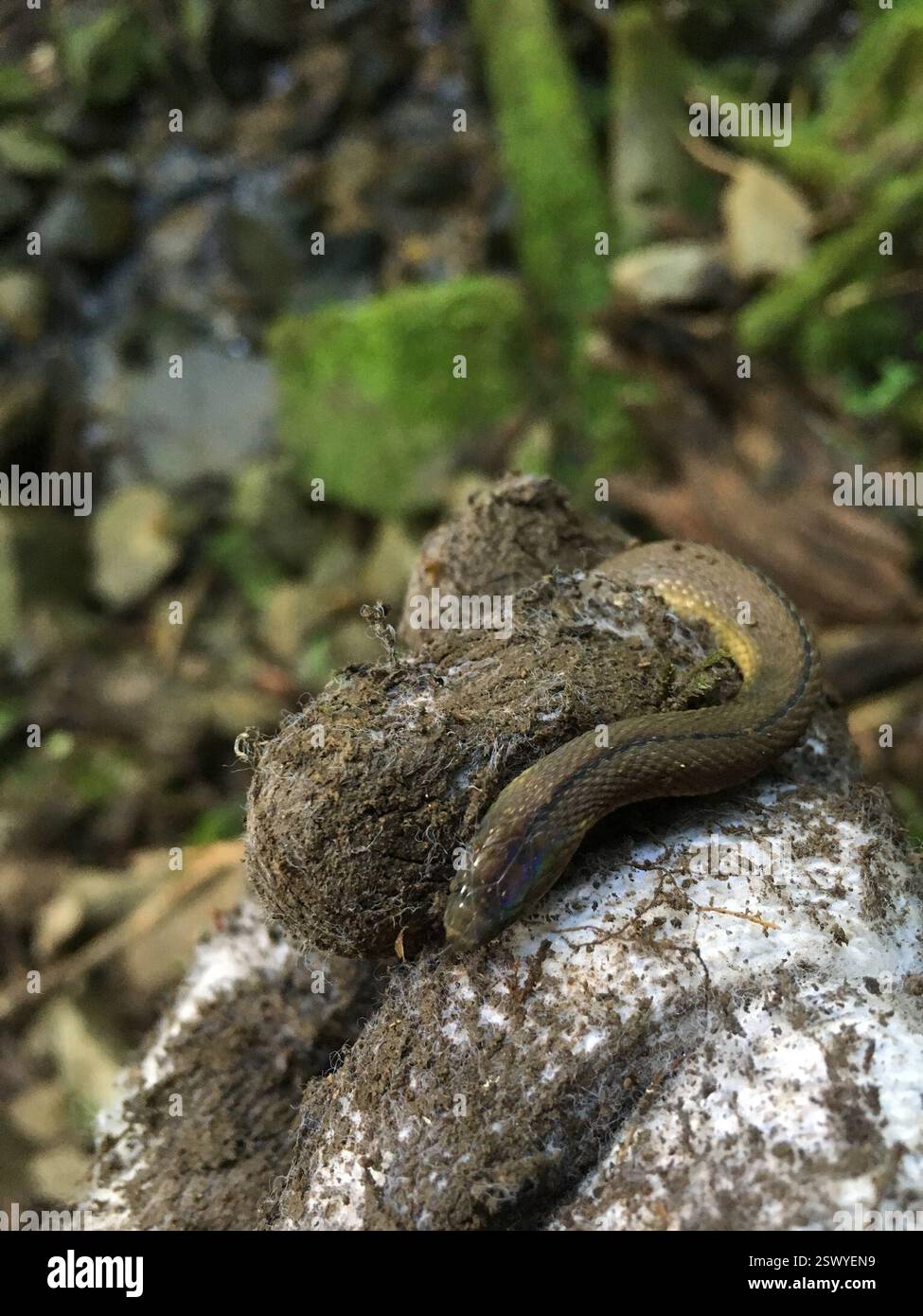 Peters' Odd-scaled Snake (Achalinus spinalis), Reptilia, Nagano, JP ...