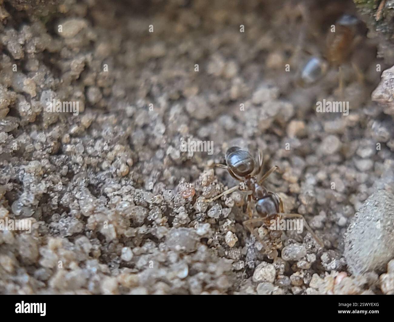 Turfgrass Ant (Lasius neoniger), Insecta, Sleeping Bear Dunes National ...