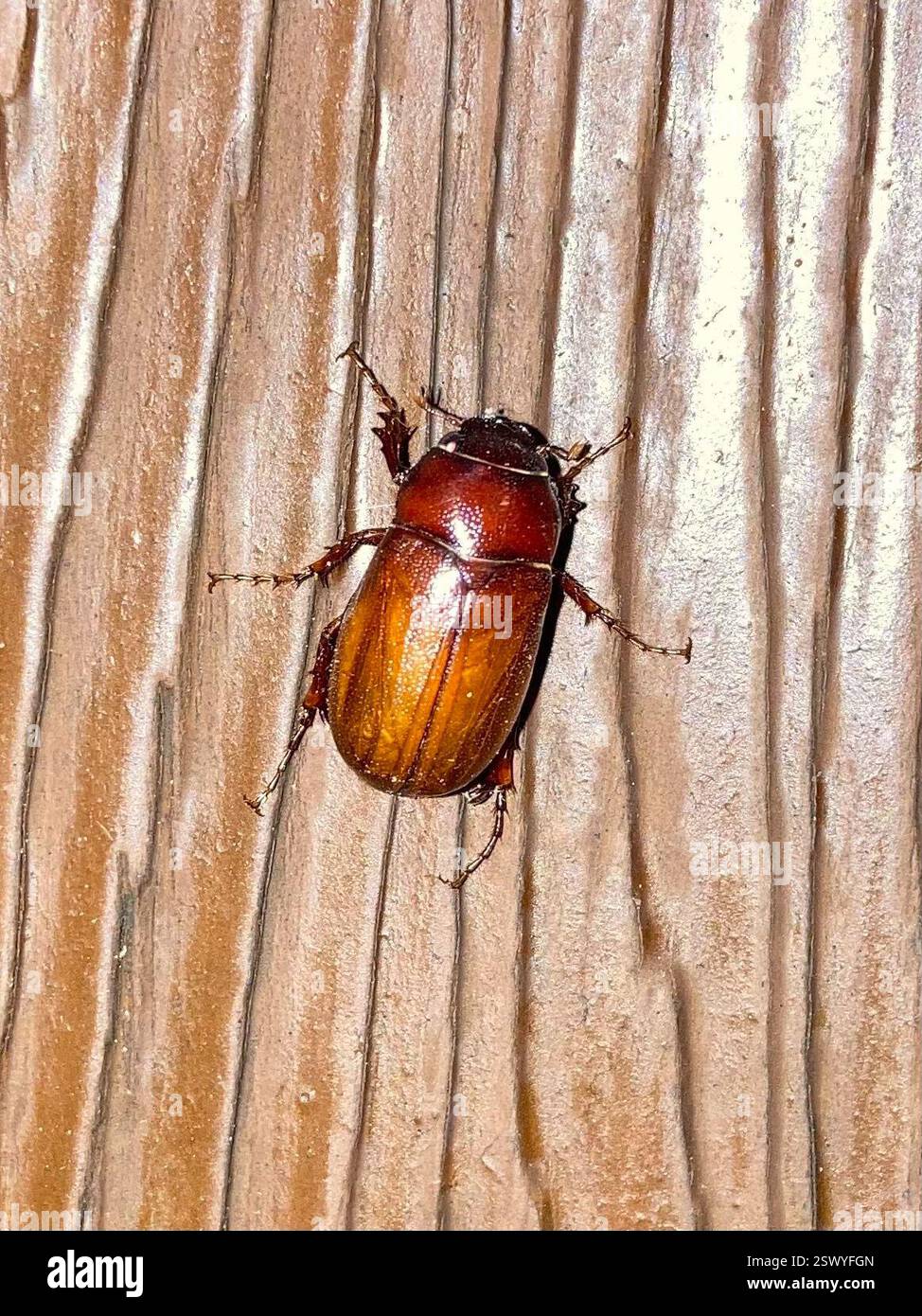 May Beetles (Phyllophaga), Insecta, NW 18th Ave, Gainesville, FL, US Stock Photo - Alamy