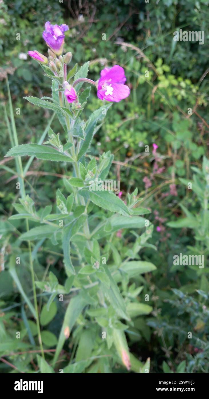 Great Willowherb (Epilobium hirsutum), Plantae, Ash Thomas, Tiverton ...
