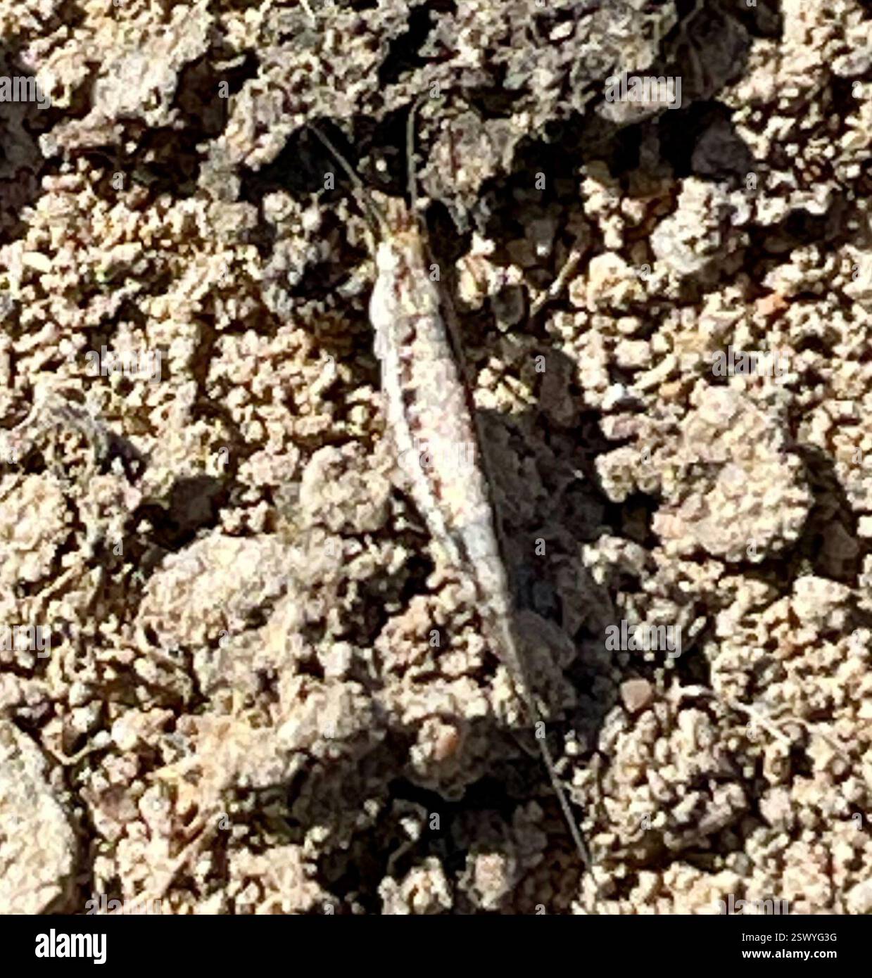 Rock Bristletails (Meinertellidae), Insecta, Fort Ord National Monument ...