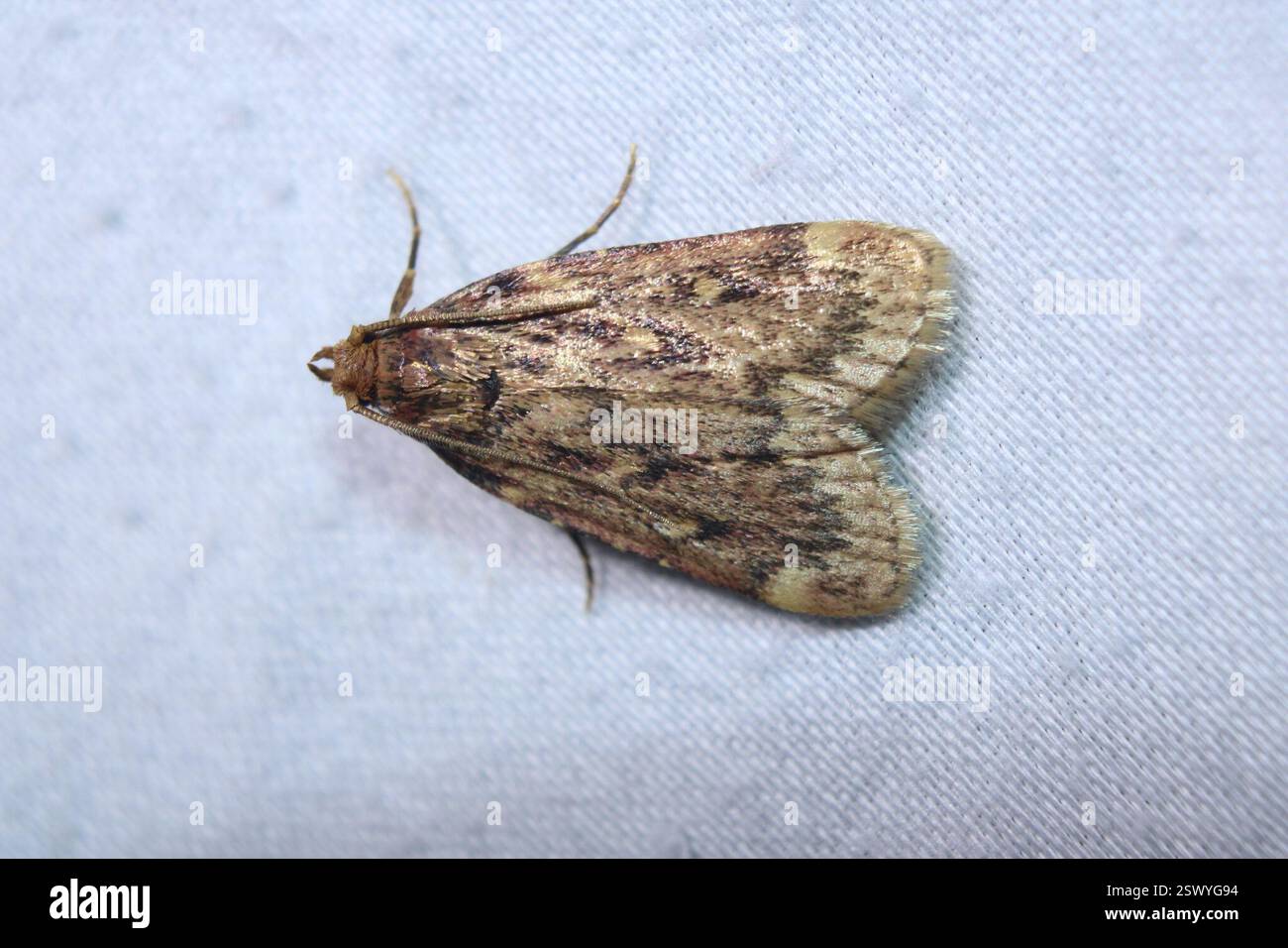 Grease Moth (Aglossa cuprina), Insecta, Mile Island Moth Sheet Stock ...