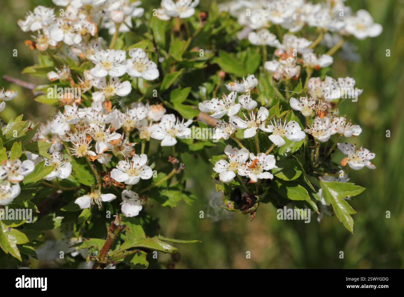common hawthorn (Crataegus monogyna), Plantae, Llyn Rhos Ddu, Chapel ...